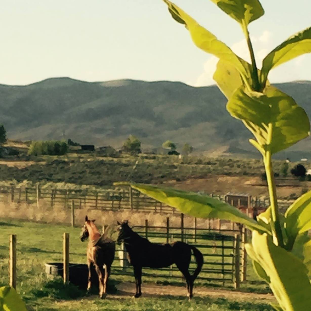 Estrella Farms - Selah, WA | 509 Local